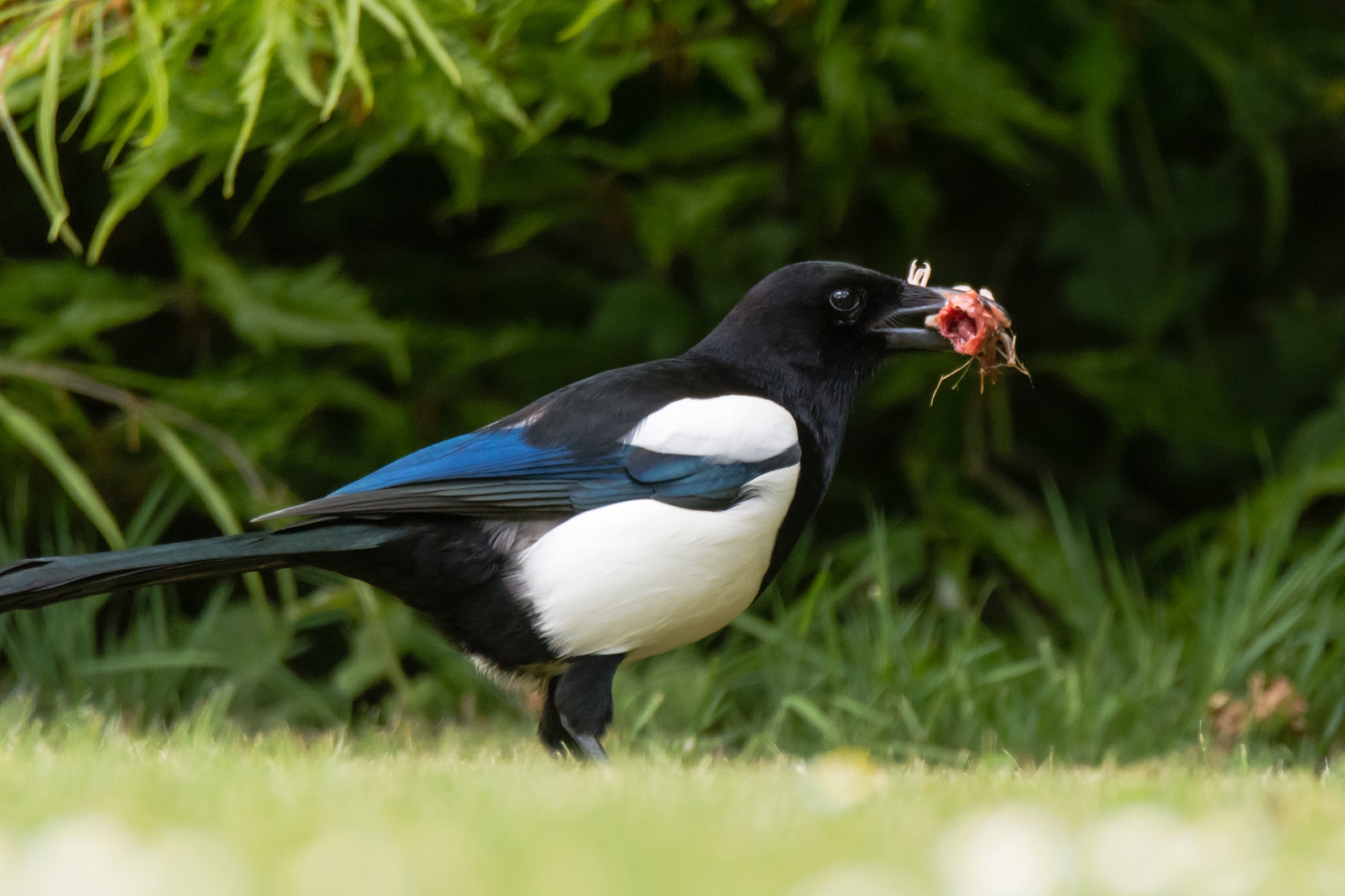 Factors predicting susceptibility of songbirds to nest predation by corvids