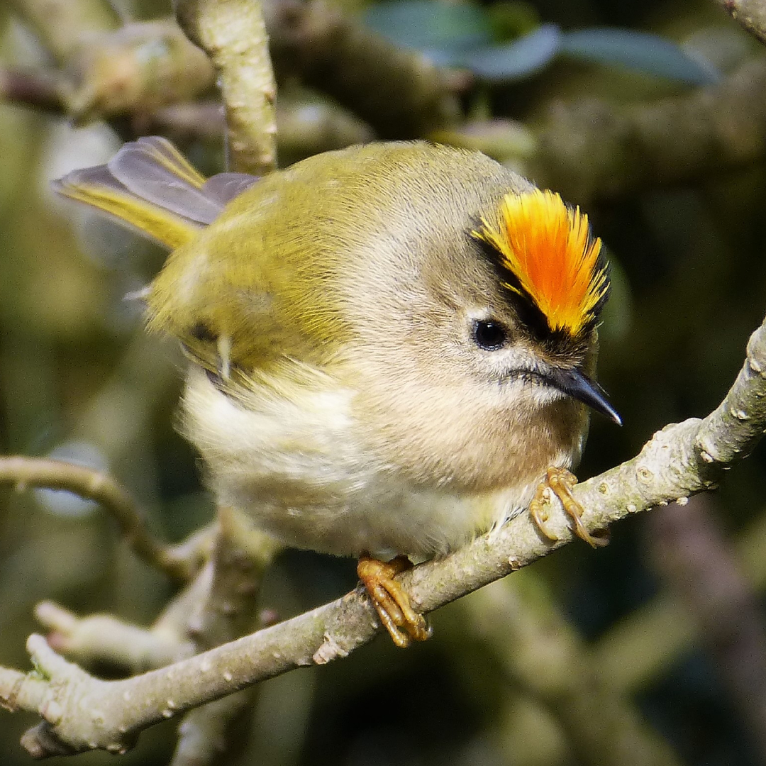 GOLDCREST (Regulus regulus) - songbird factfile