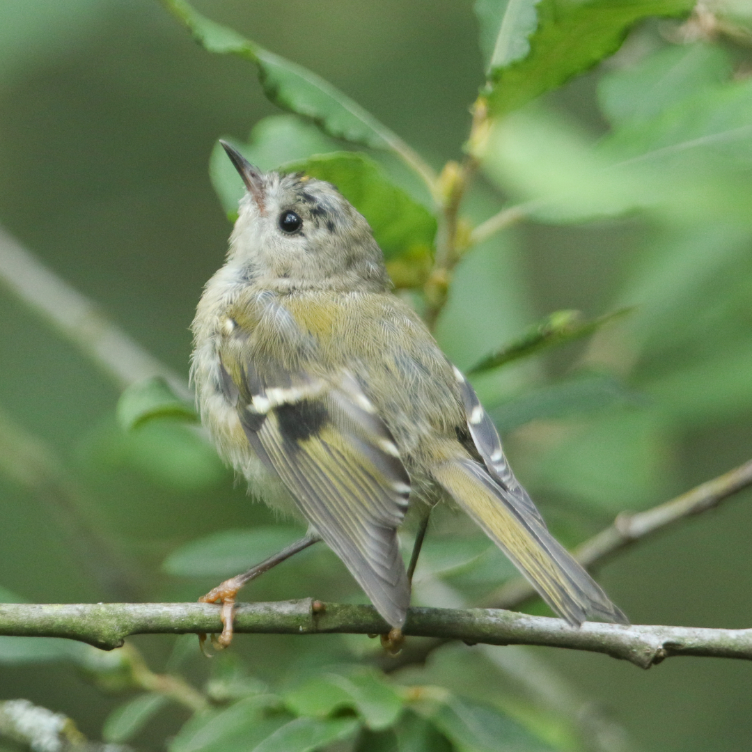 GOLDCREST (Regulus regulus) - songbird factfile