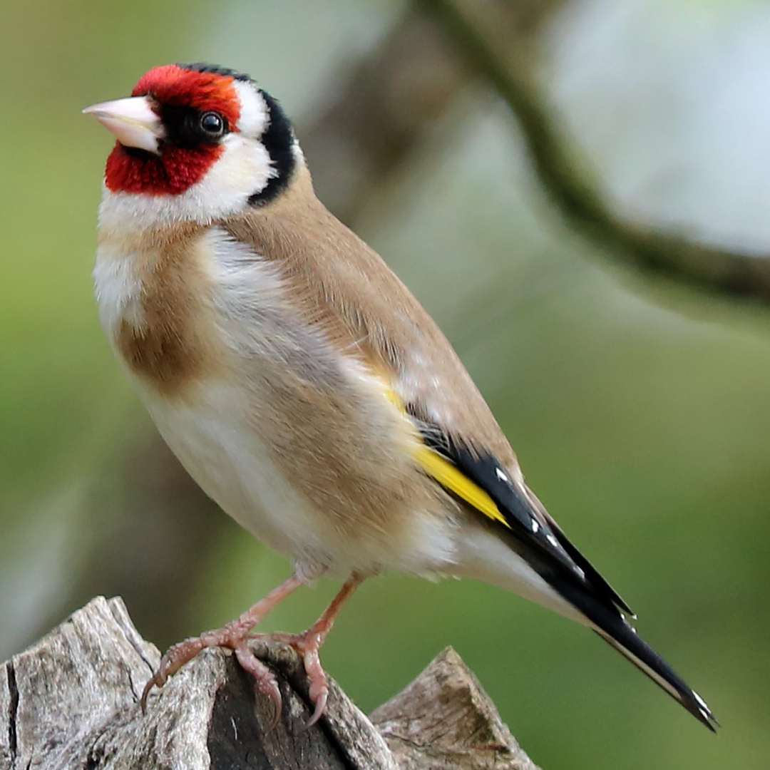 Goldfinch (Carduelis carduelis) - songbird factfile