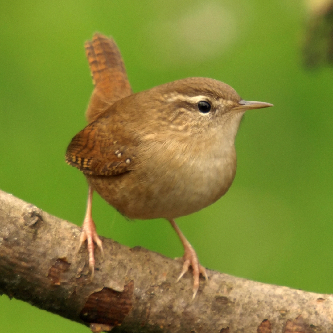 WREN (Troglodytes troglodytes) - songbird factfile