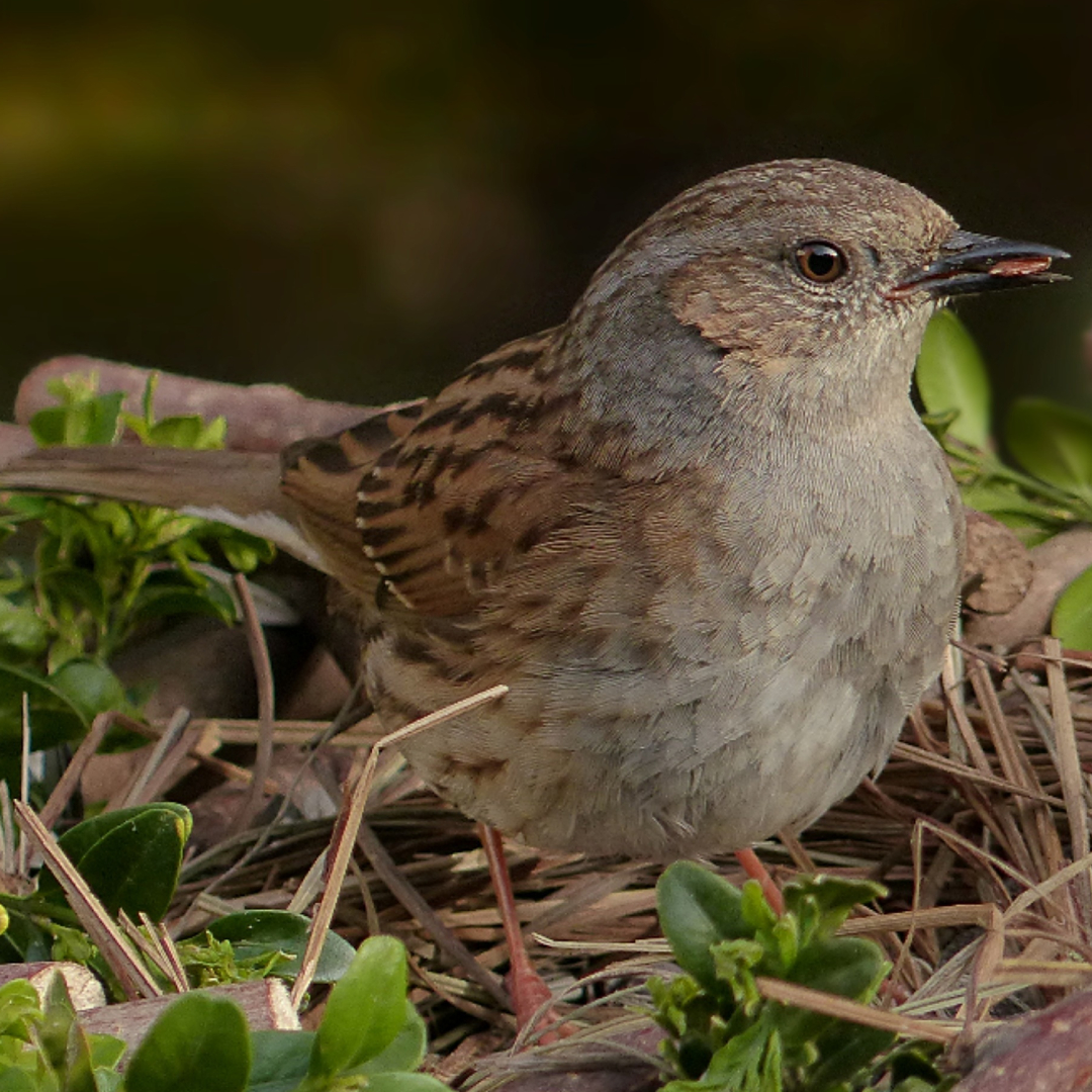 DUNNOCK (Prunella modularis) - songbird factfile