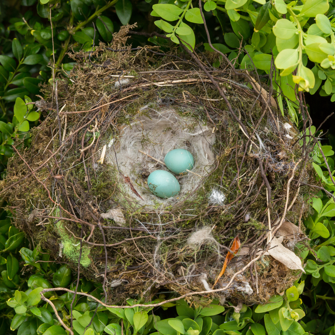 DUNNOCK (Prunella modularis) - songbird factfile