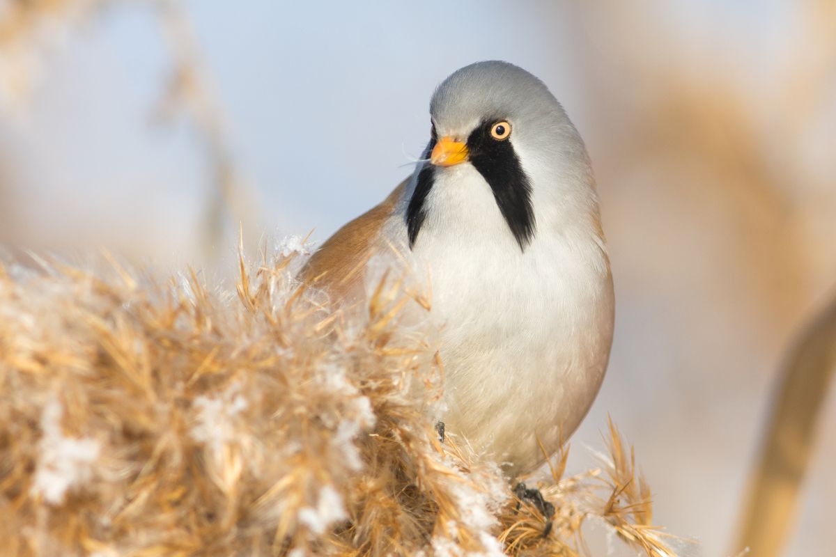 BEARDED TIT (Panurus biarmicus) - songbird factfile