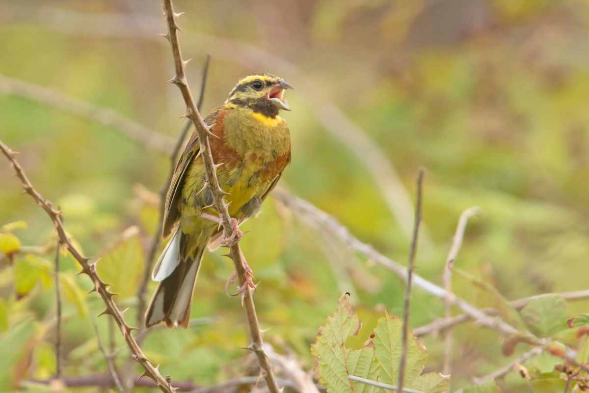 CIRL BUNTING (Emberiza cirlus) - songbird factfile