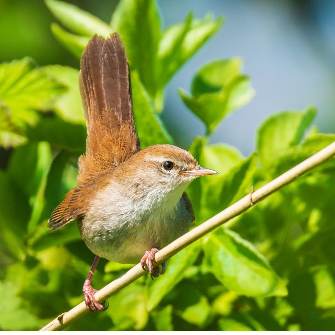 CETTI'S WARBLER (Cettia cetti) - songbird factfile