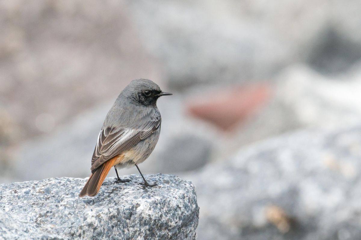 BLACK REDSTART (Phoenicurus ochruros) - songbird factfile