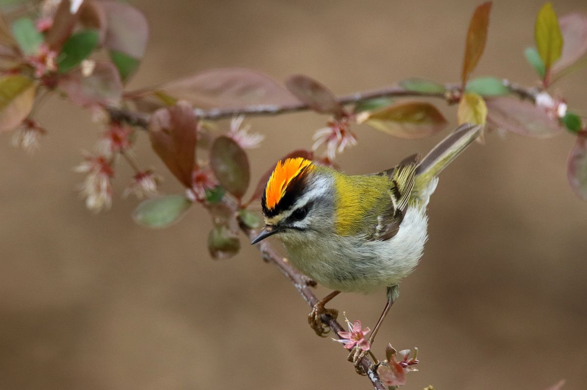 FIRECREST (Regulus ignicapilla) - songbird factfile