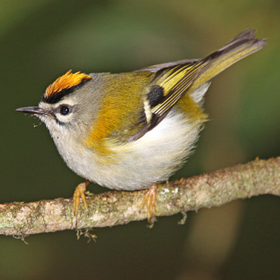 FIRECREST (Regulus ignicapilla) - songbird factfile