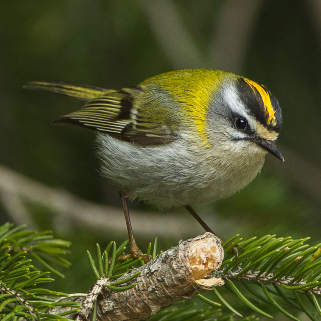FIRECREST (Regulus ignicapilla) - songbird factfile