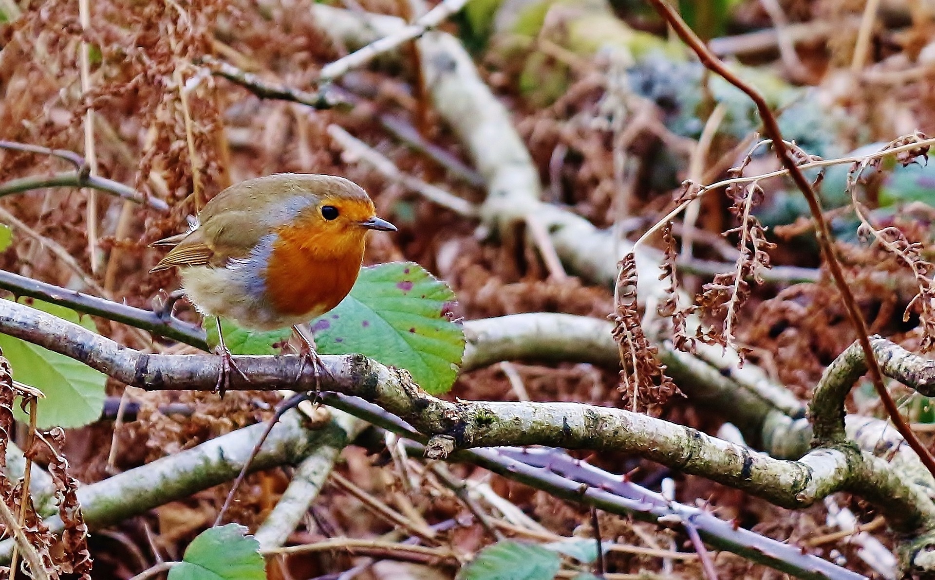 10 facts about robins you didn't know