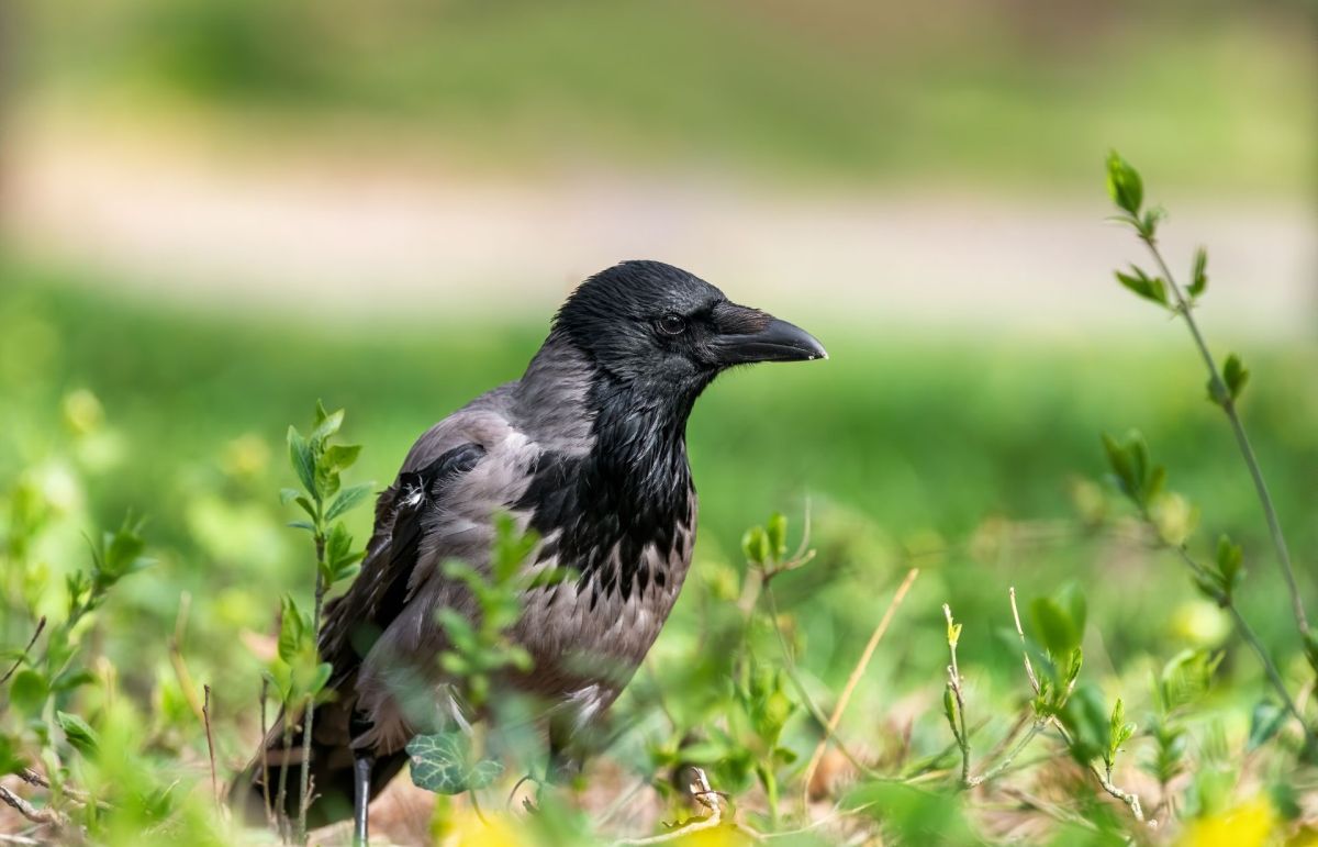 HOODED CROW (Corvus cornix) - songbird factfile