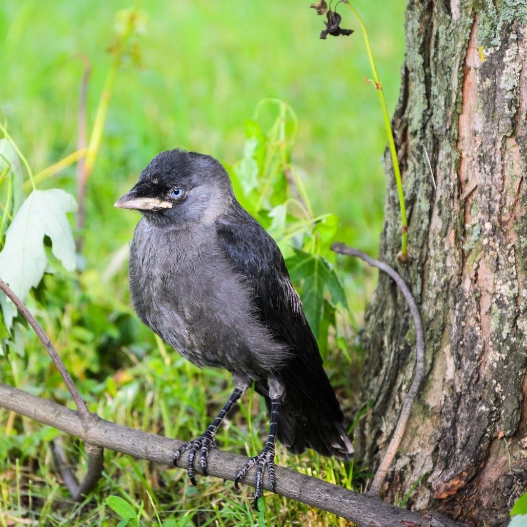 JACKDAW (Corvus monedula) - songbird factfile