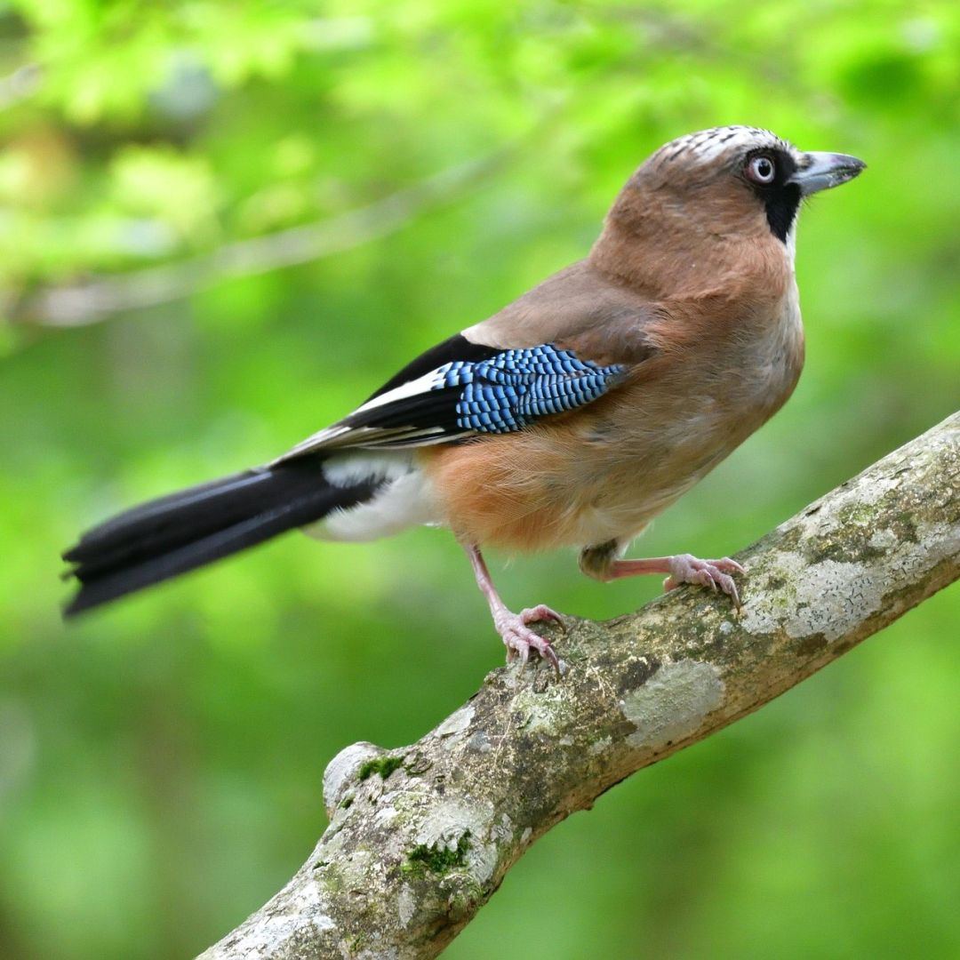 JAY (Garrulus glandarius) - songbird factfile