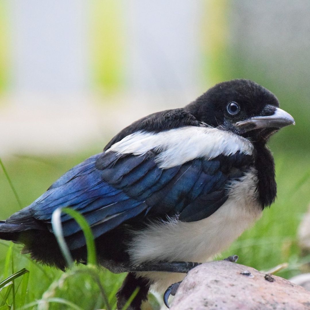 MAGPIE (Pica pica) - songbird factfile