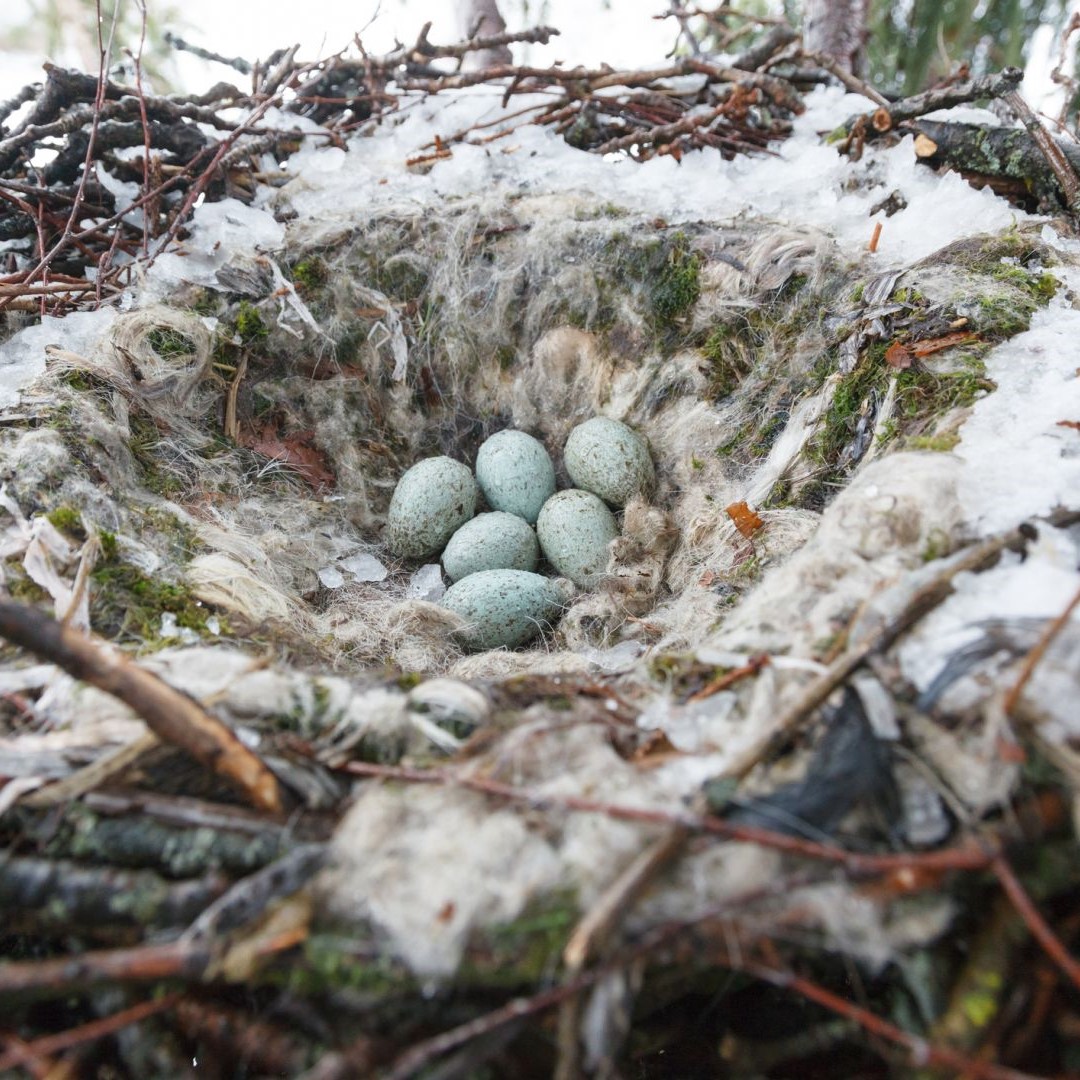 RAVEN (Corvus corax) - songbird factfile