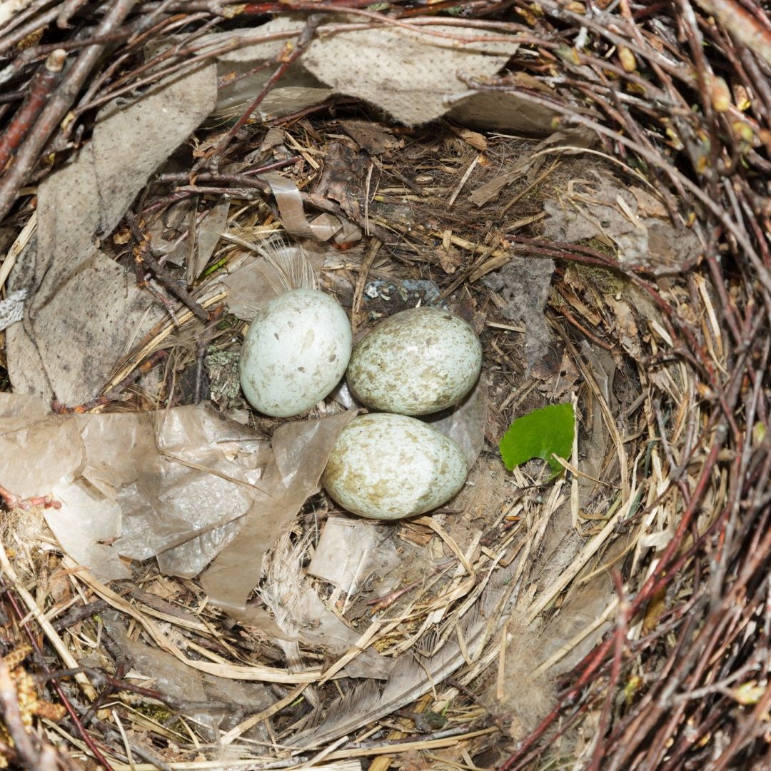 ROOK (Corvus frugilegus) - songbird factfile