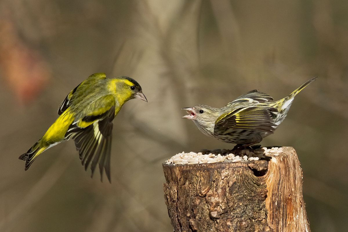 SISKIN (Spinus spinus) - songbird factfile