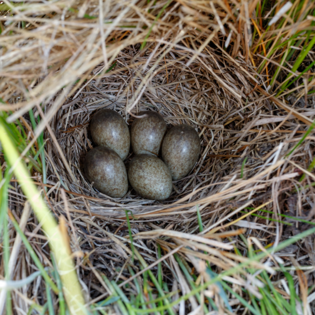 SKYLARK (Alauda arvensis) - songbird factfile