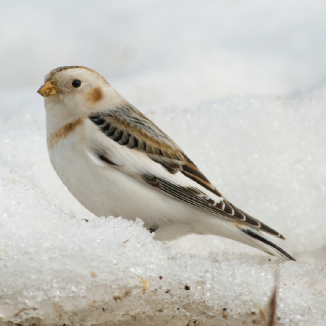 SNOW BUNTING (Plectrophenax nivalis) - songbird factfile