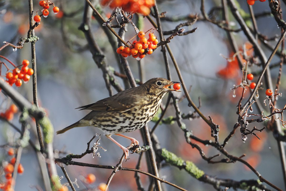SONG THRUSH (Turdus philomelos) - songbird factfile