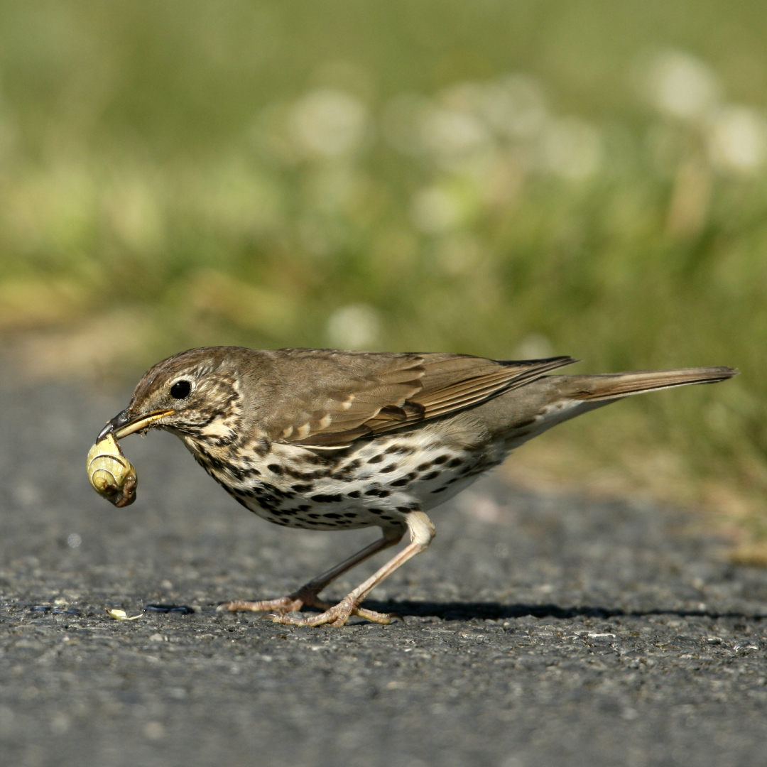 SONG THRUSH (Turdus philomelos) - songbird factfile