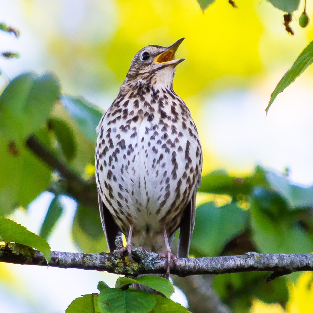 SONG THRUSH (Turdus philomelos) - songbird factfile