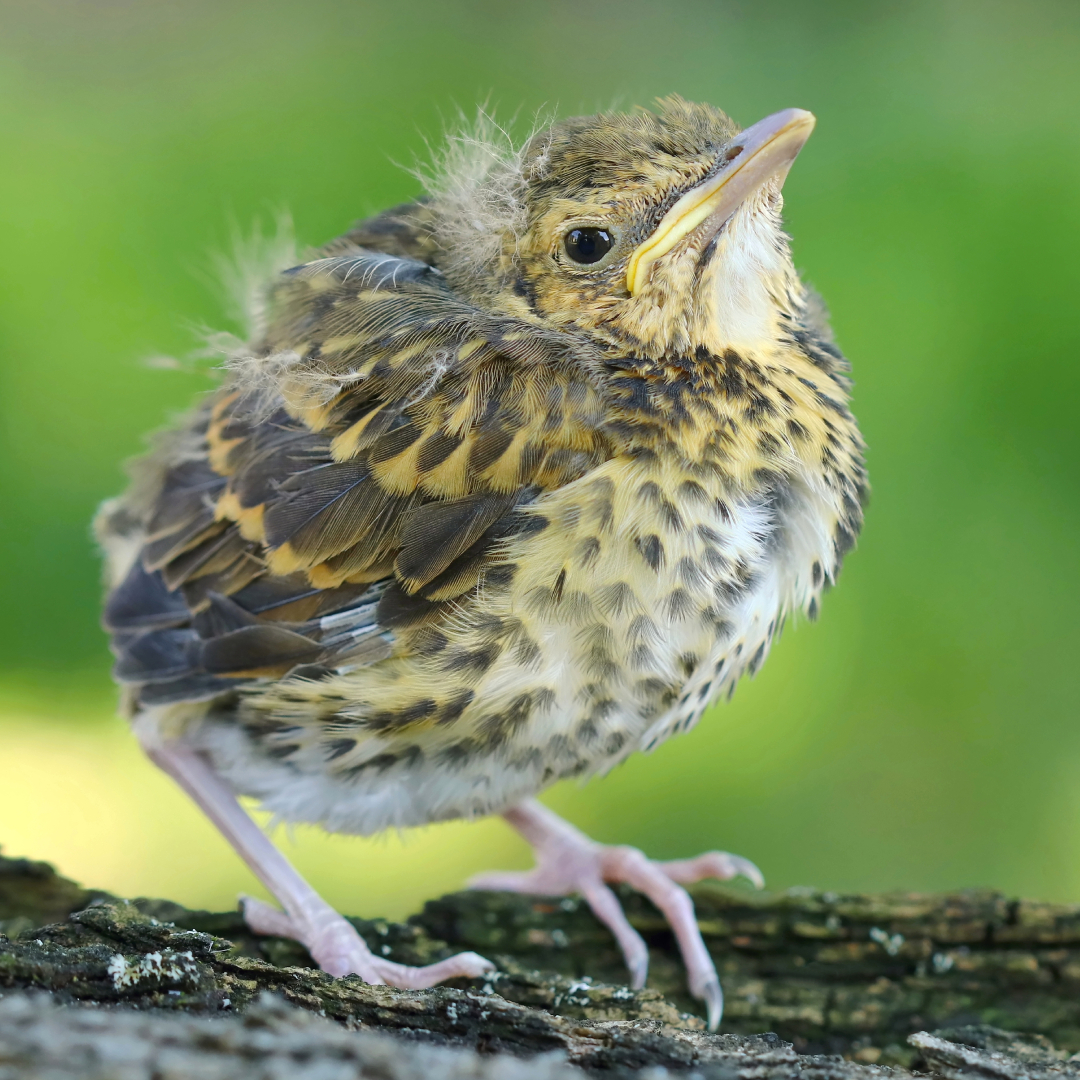 SONG THRUSH (Turdus philomelos) - songbird factfile