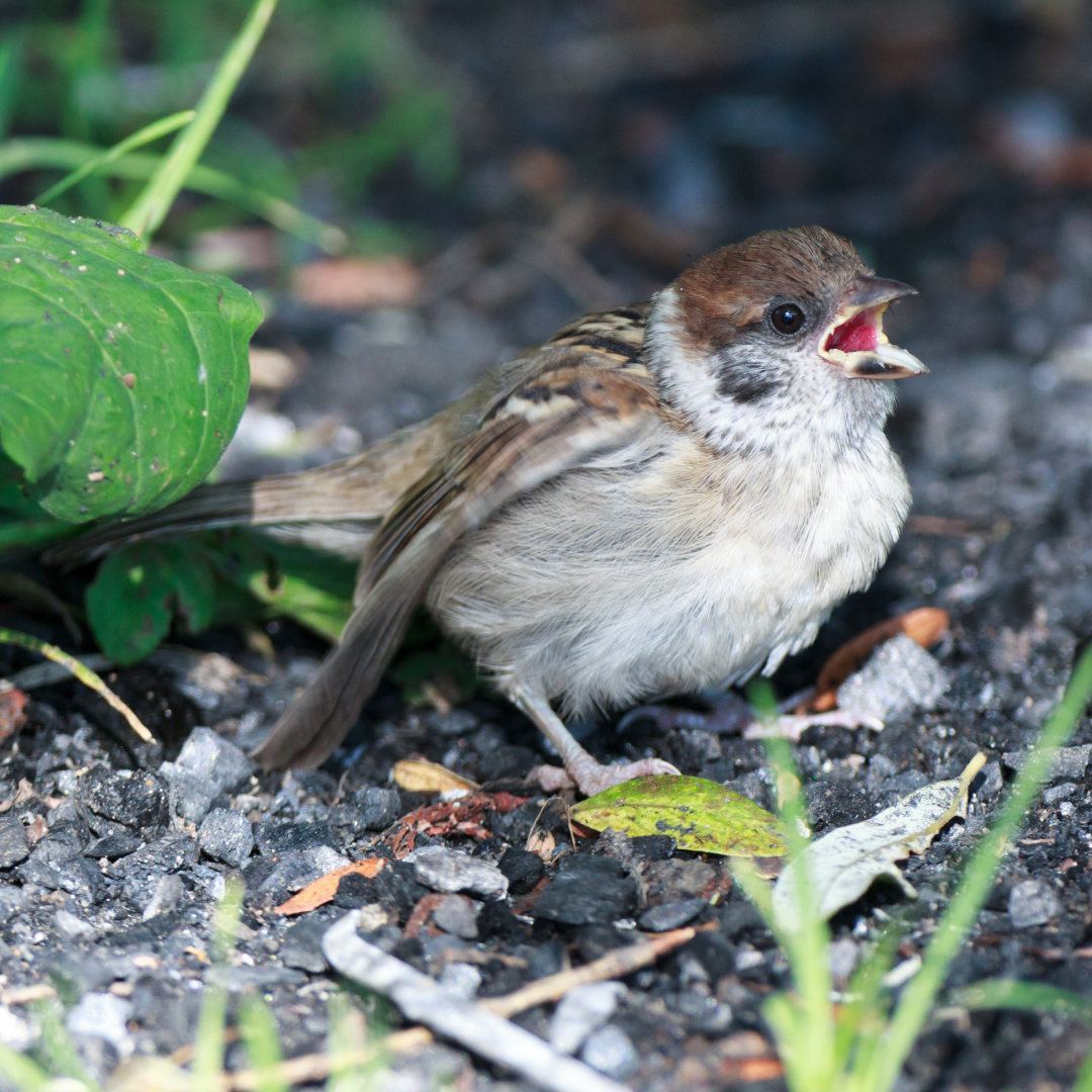 TREE SPARROW (Passer montanus) - songbird factfile