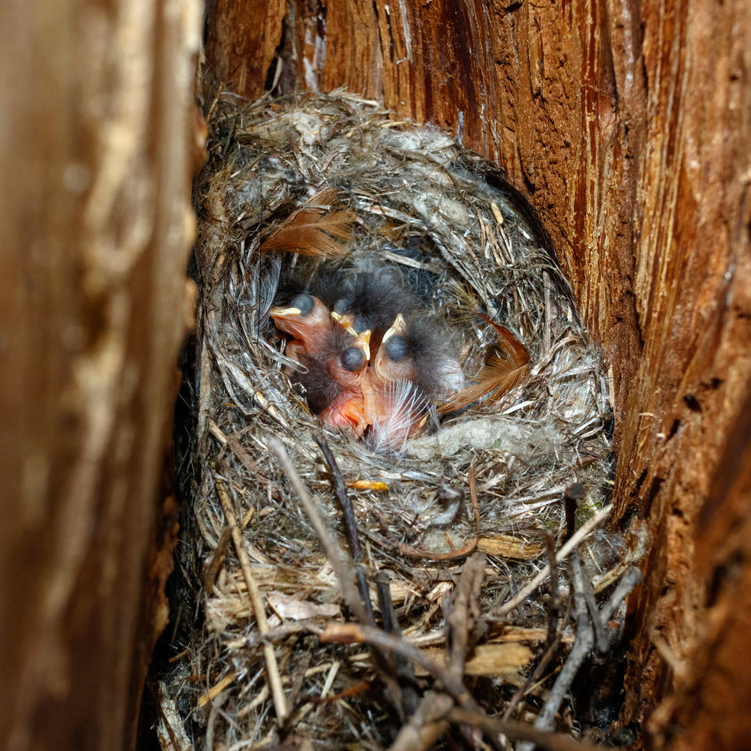 TREECREEPER (Certhia familiaris) - songbird factfile