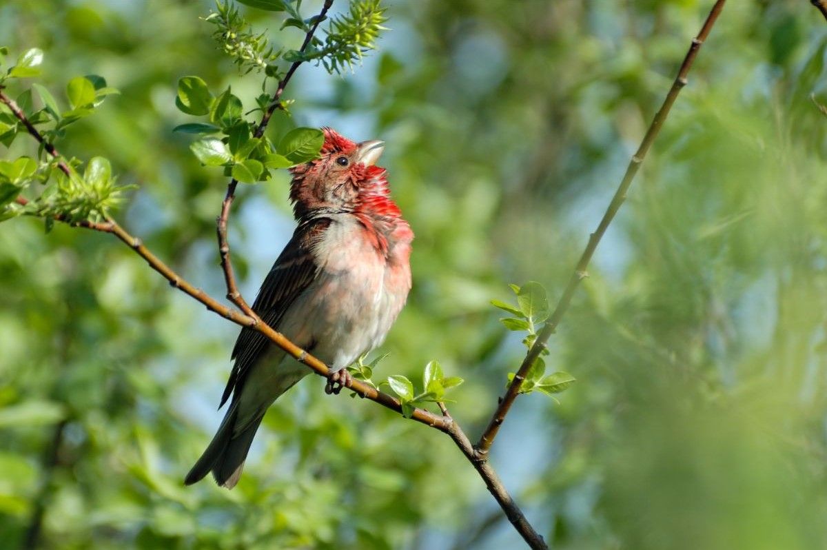 COMMON ROSEFINCH (Carpodacus erythrinus) - songbird factfile