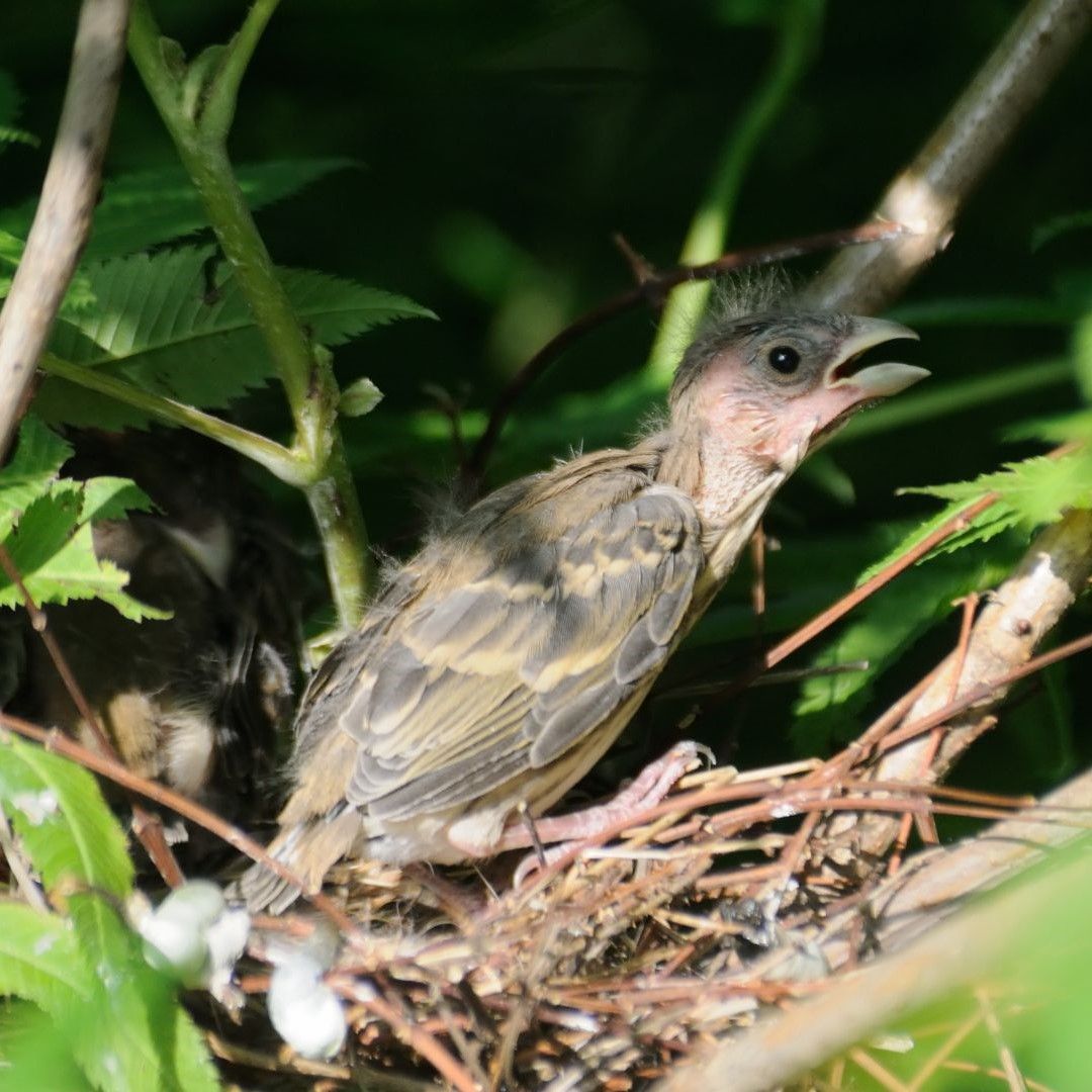 COMMON ROSEFINCH (Carpodacus erythrinus) - songbird factfile