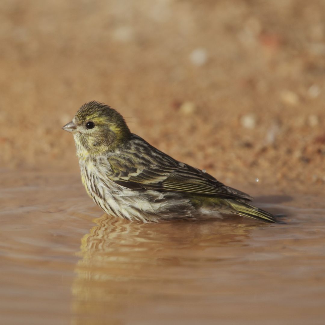 EUROPEAN SERIN (Serinus serinus) - songbird factfile