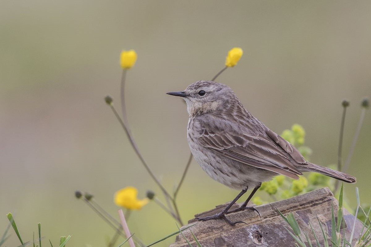 WATER PIPIT (Anthus spinoletta) - songbird factfile