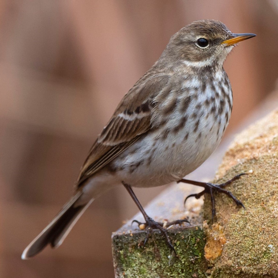 WATER PIPIT (Anthus spinoletta) - songbird factfile