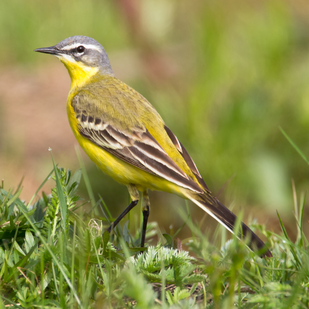 YELLOW WAGTAIL (Motacilla flava) - songbird factfile