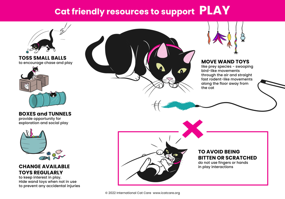 Get eduCATed – playing with your cat can help save birds’ lives