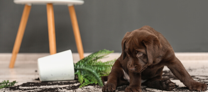 Avoiding Pet Messes in Your Home - Happy Coaching