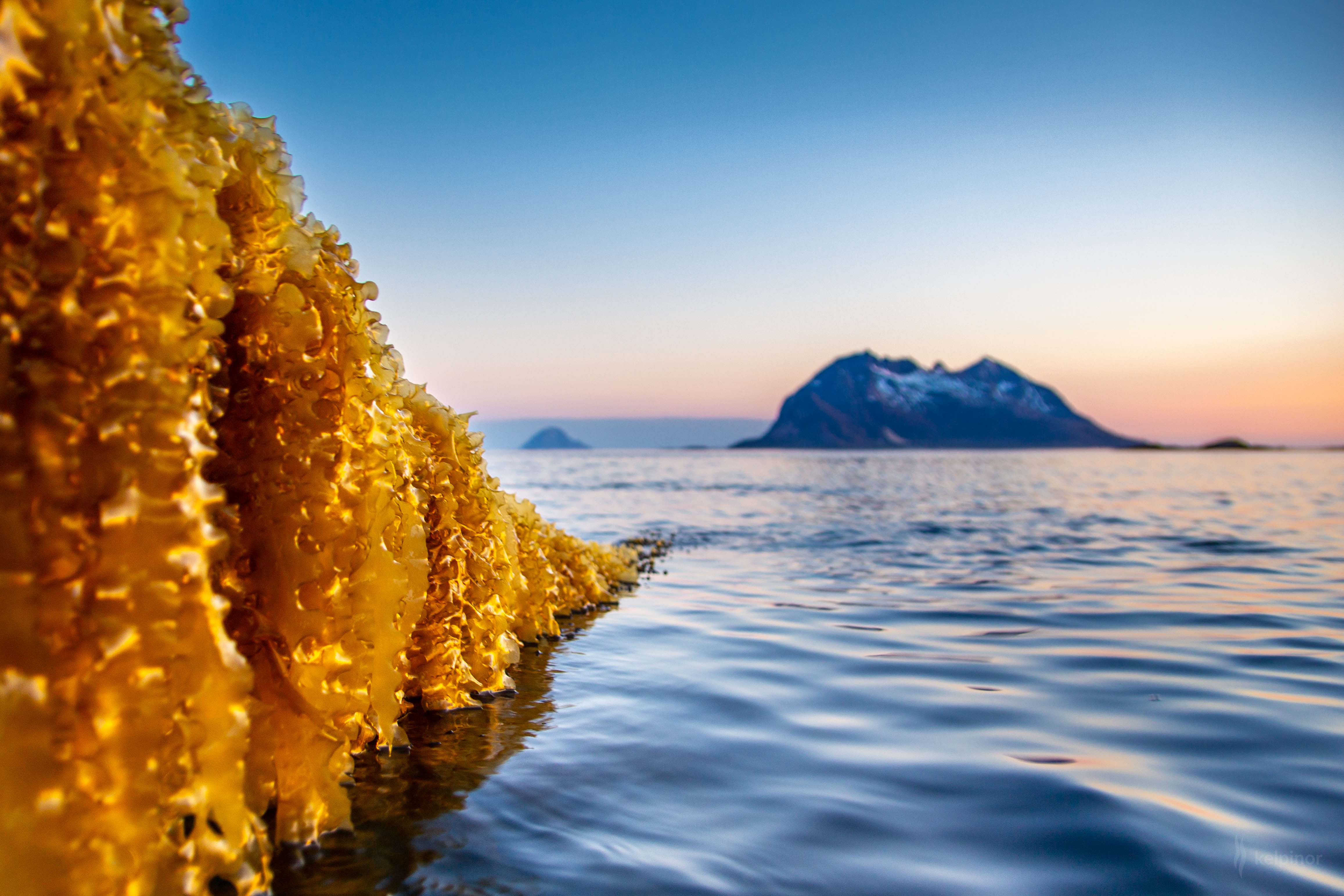 Kelpinor - Enabling the future through seaweed