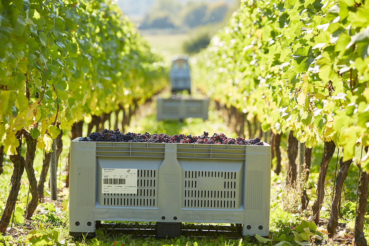 Vineyard in Kent Preparing for Harvest with Richard Dyson