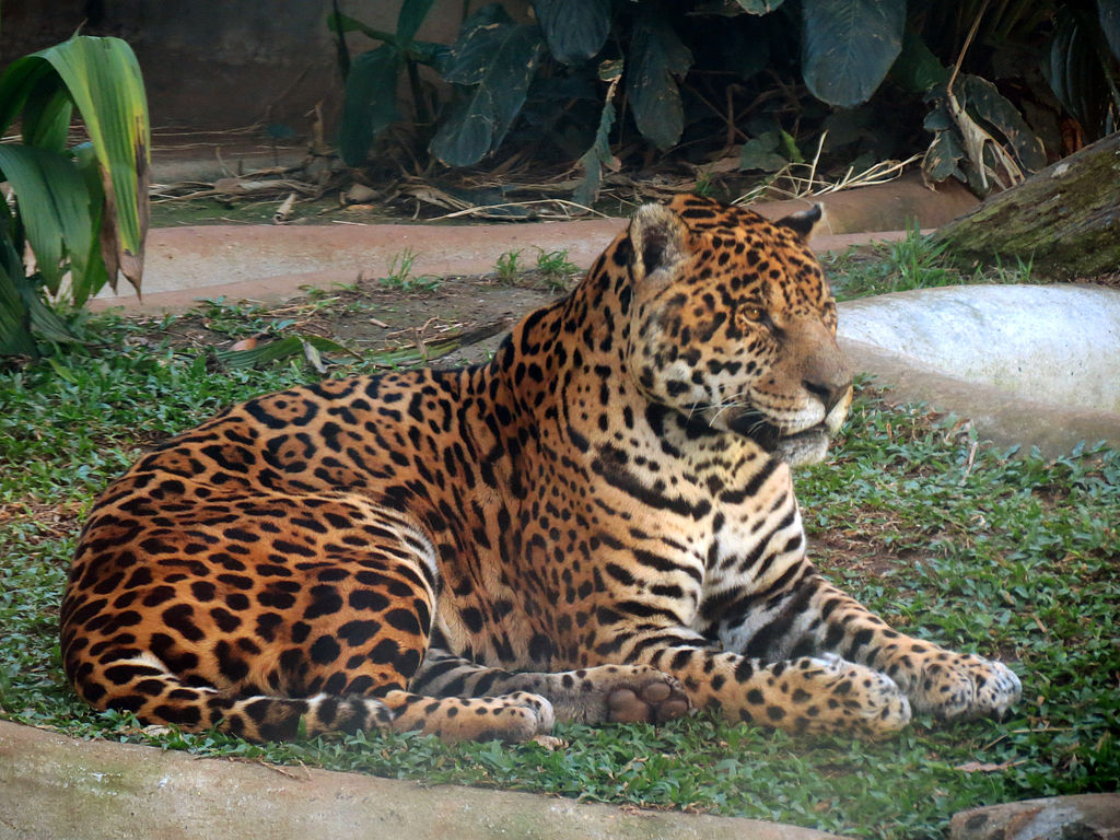 Enhancing Zoo Security After Jaguar Attack | American Grit