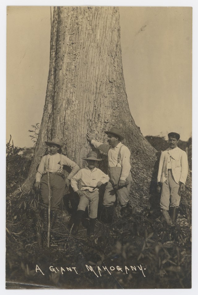 The Story of Mahogany