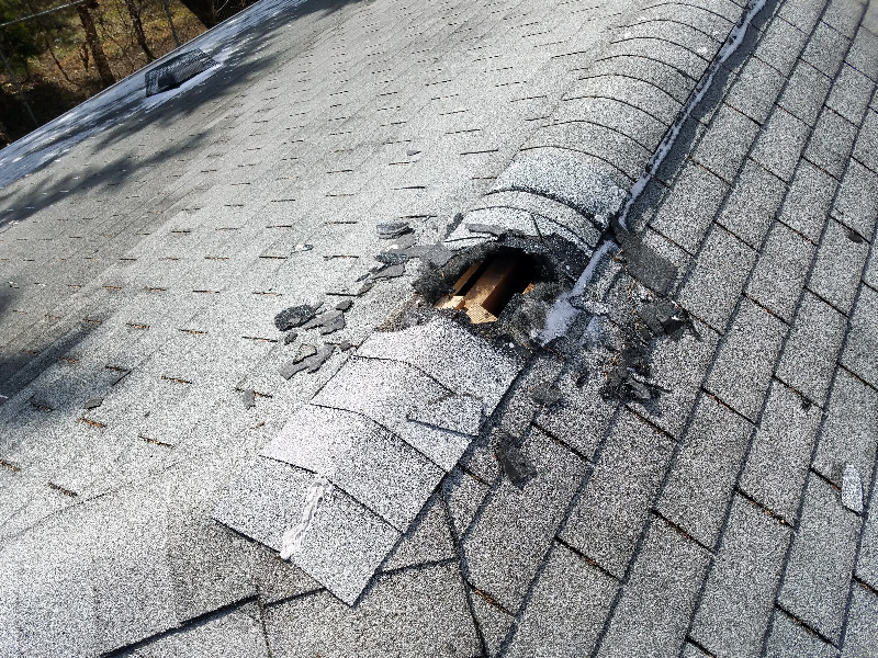 Your Roof Has Animal Damage | Feze Roofing Blog