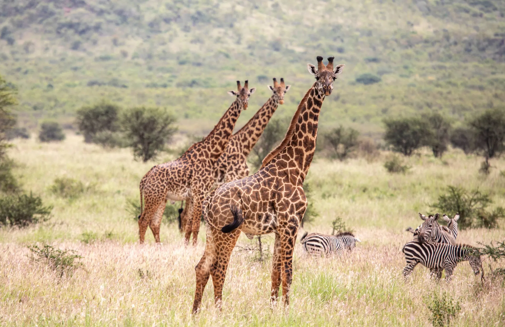 Visit Mkomazi National Park | Tanzania Adventure Tours