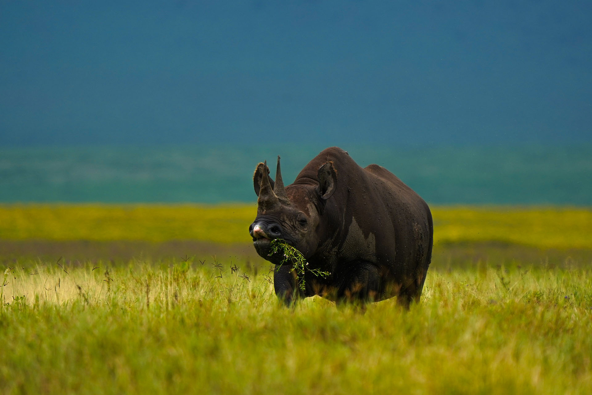 Big 5 | Tanzania Adventure Tours