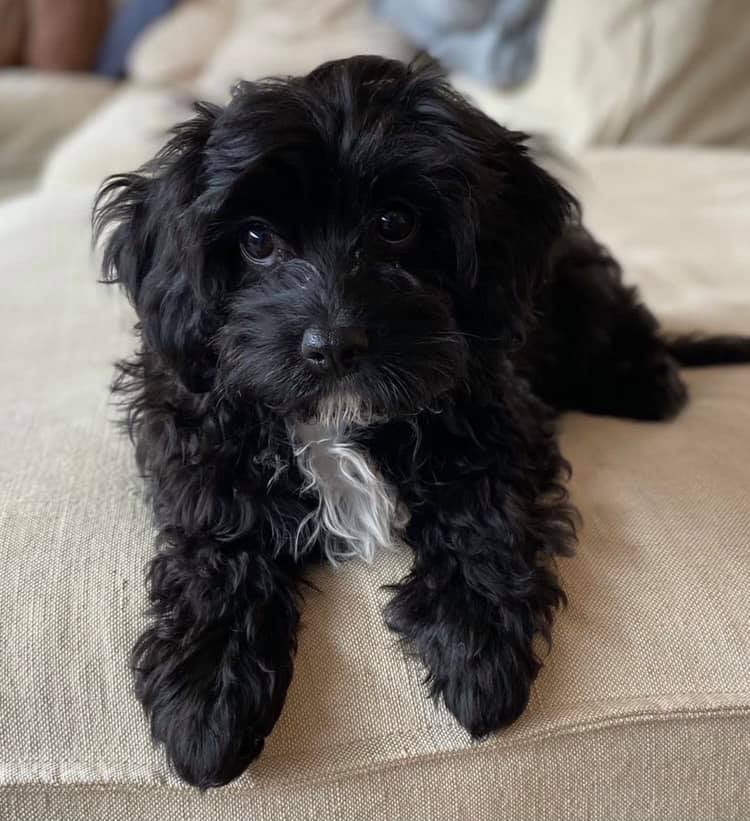 Cavoodle Puppies for Sale