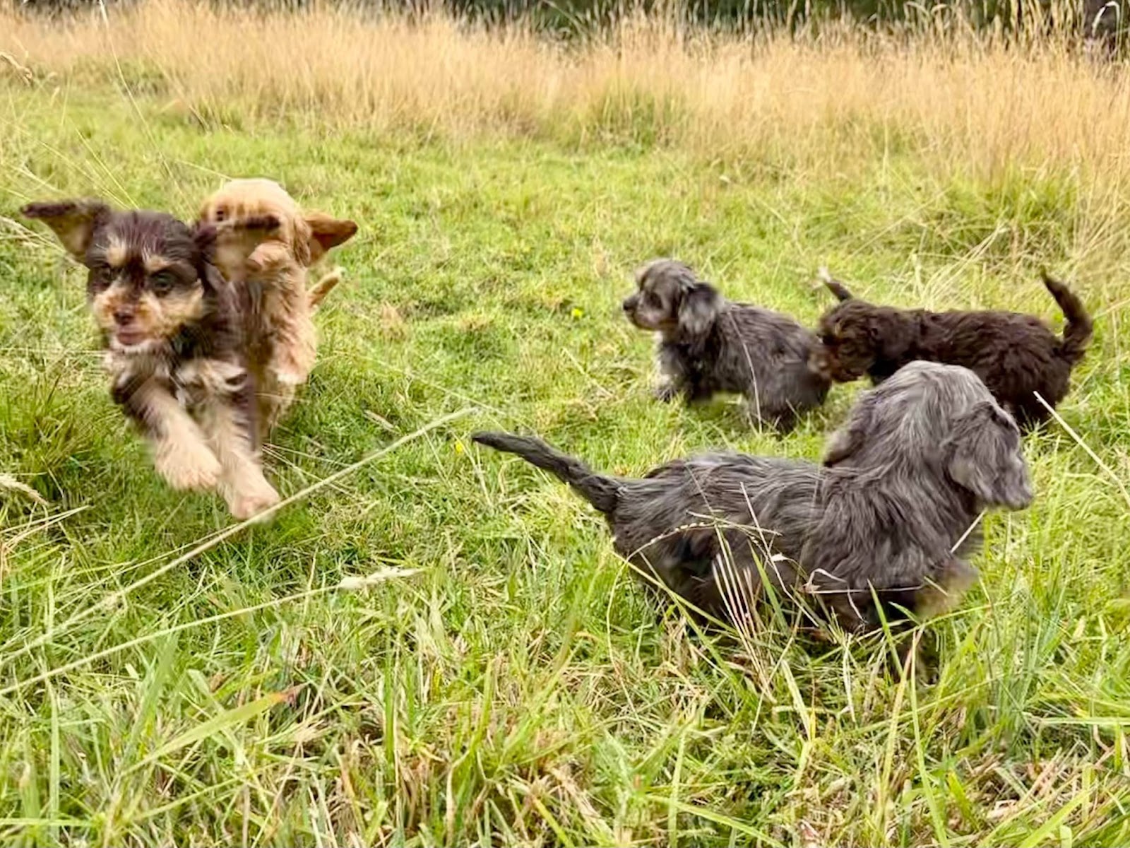 The Cavoodle Dog Breed: Everything You Need to Know