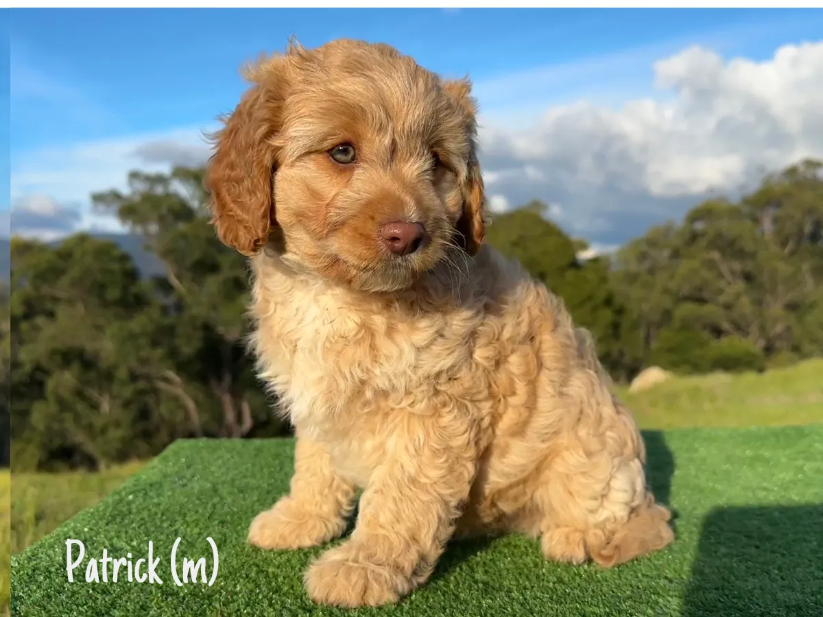 Mini Cavoodle Puppies for Sale