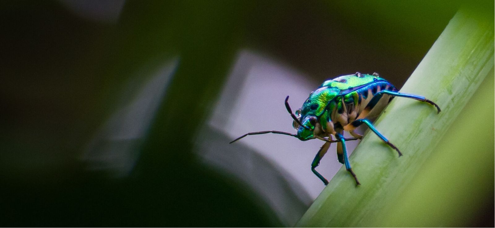 Actions for Insects - For learners and teachers