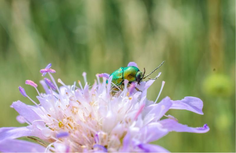 Actions for Insects - For learners and teachers